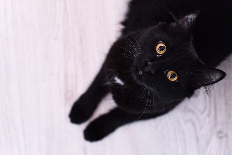 August 17th is National Black Cat Appreciation Day! - Boise Cat Clinic