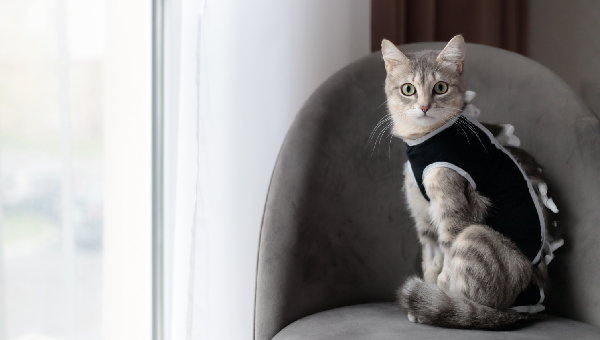 Meet the Team - Boise Cat Clinic