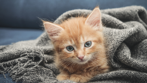 Meet the Team - Boise Cat Clinic