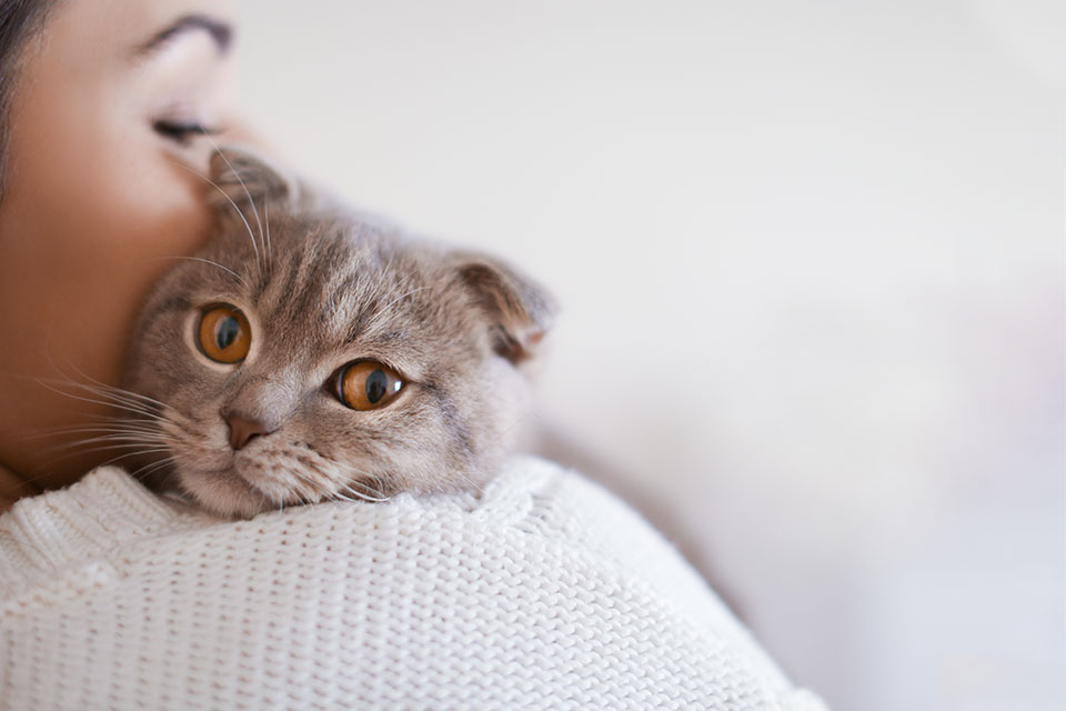 Our Story - Boise Cat Clinic