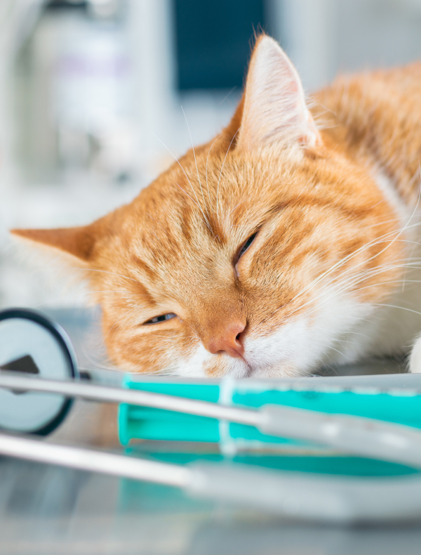 Vaccinations - Boise Cat Clinic