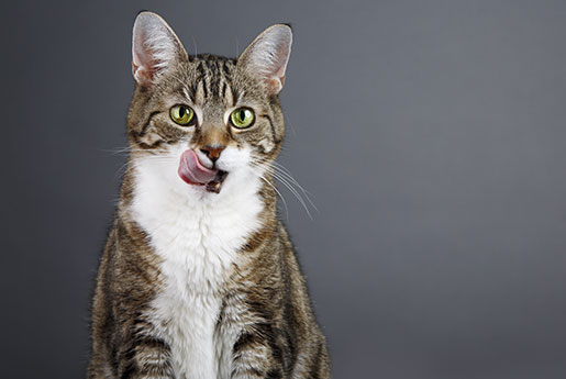 Weight Loss - Boise Cat Clinic