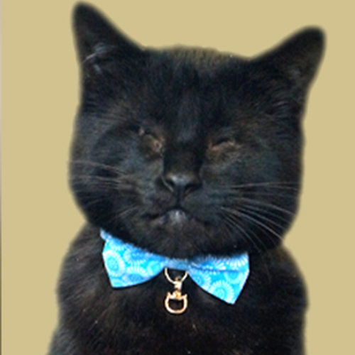 Meet the Team - Boise Cat Clinic