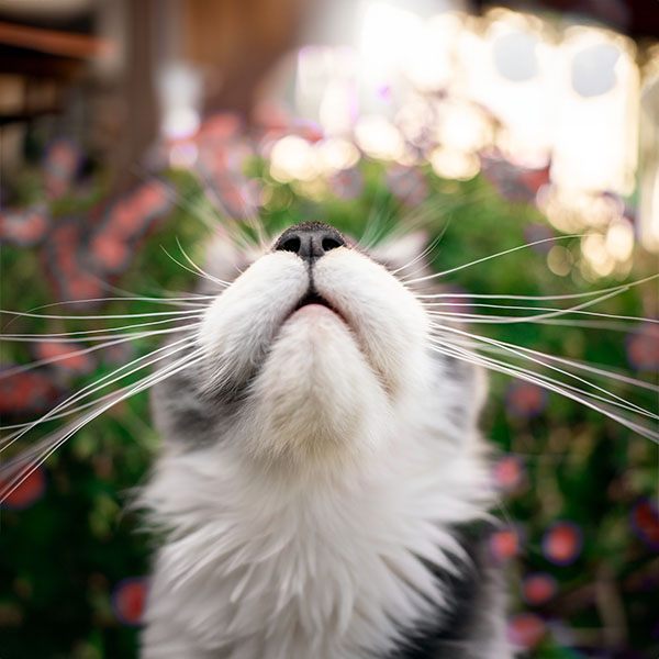 Home - Boise Cat Clinic