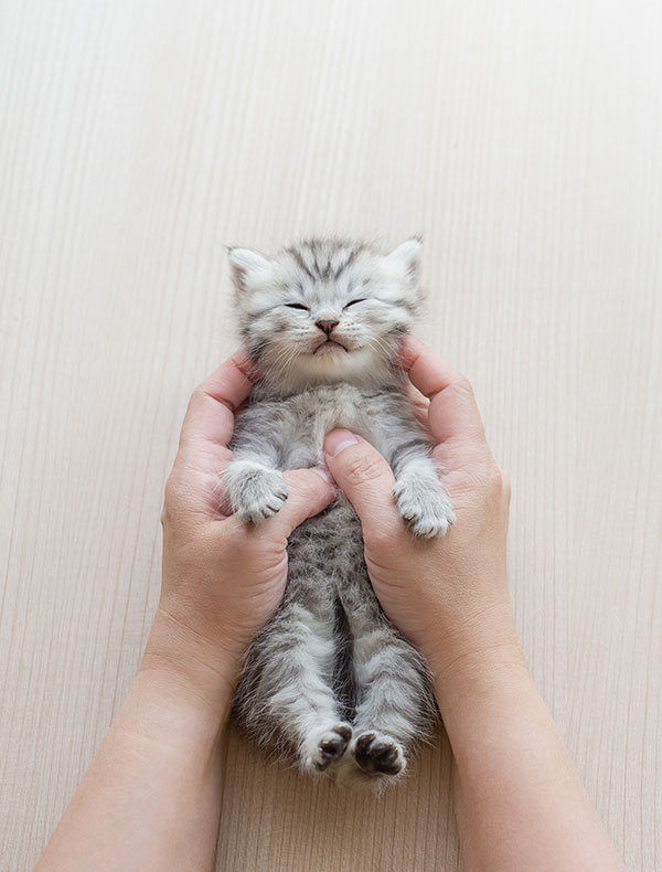 Pediatric Care - Boise Cat Clinic