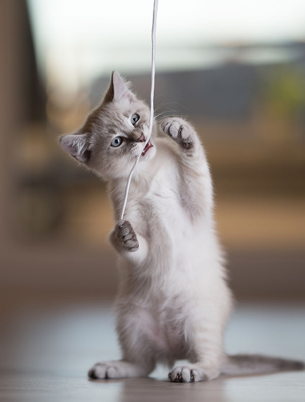 Pediatric Care - Boise Cat Clinic