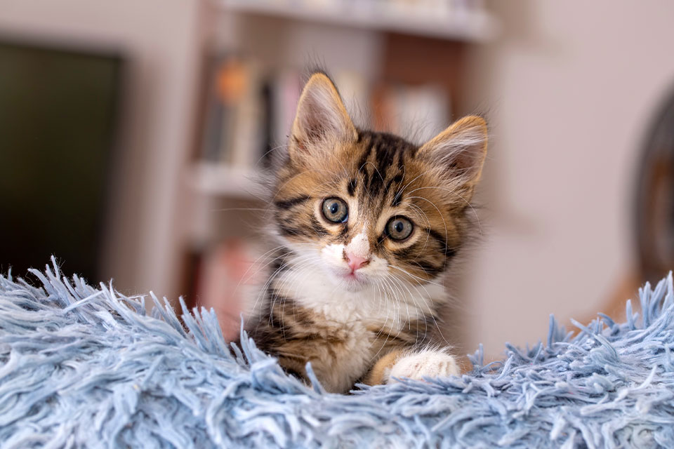 Pediatric Care - Boise Cat Clinic