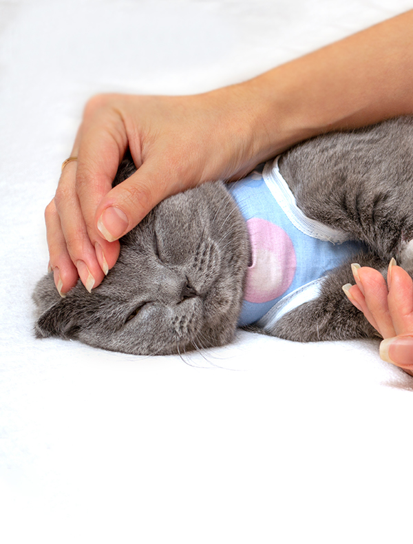 Wellness Labwork - Boise Cat Clinic