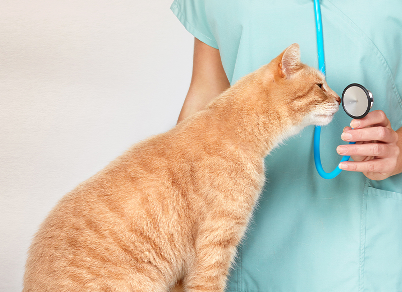 Wellness Labwork - Boise Cat Clinic