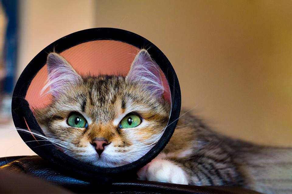 Wellness Labwork - Boise Cat Clinic