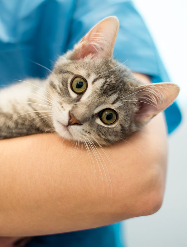 Surgery - Boise Cat Clinic